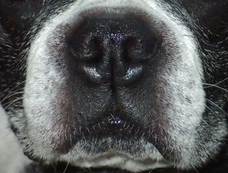 Ten Reasons Why My Dog is Like a Pig – Jessica M. Collette