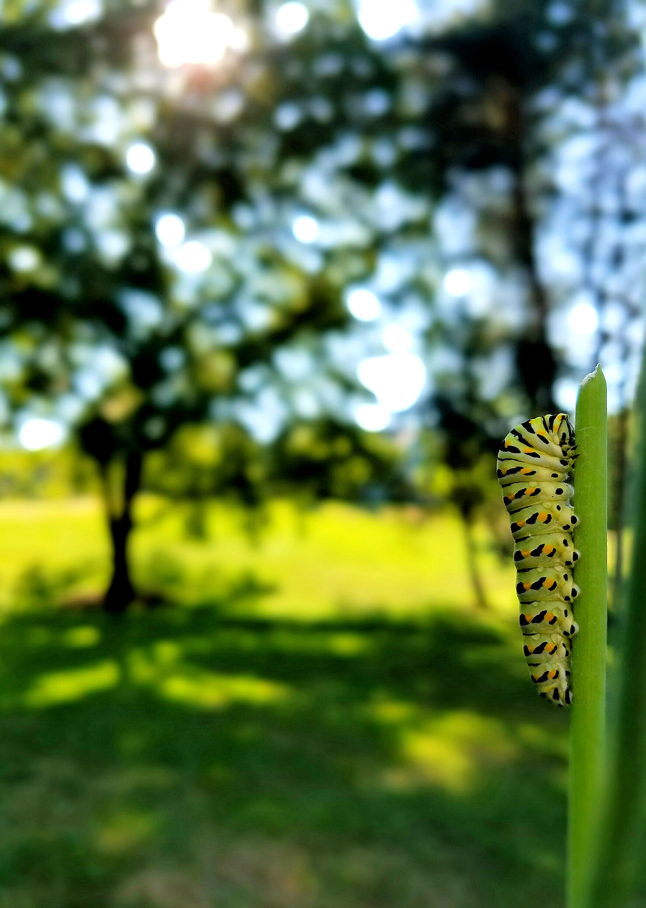 Wings – Jessica M. Collette