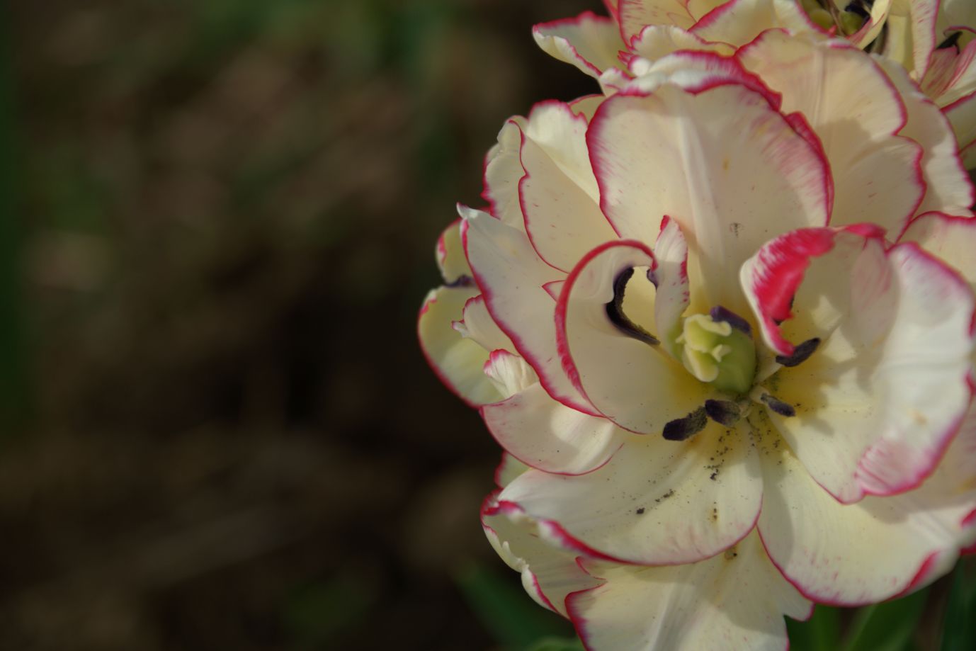 Flowers – Jessica M. Collette