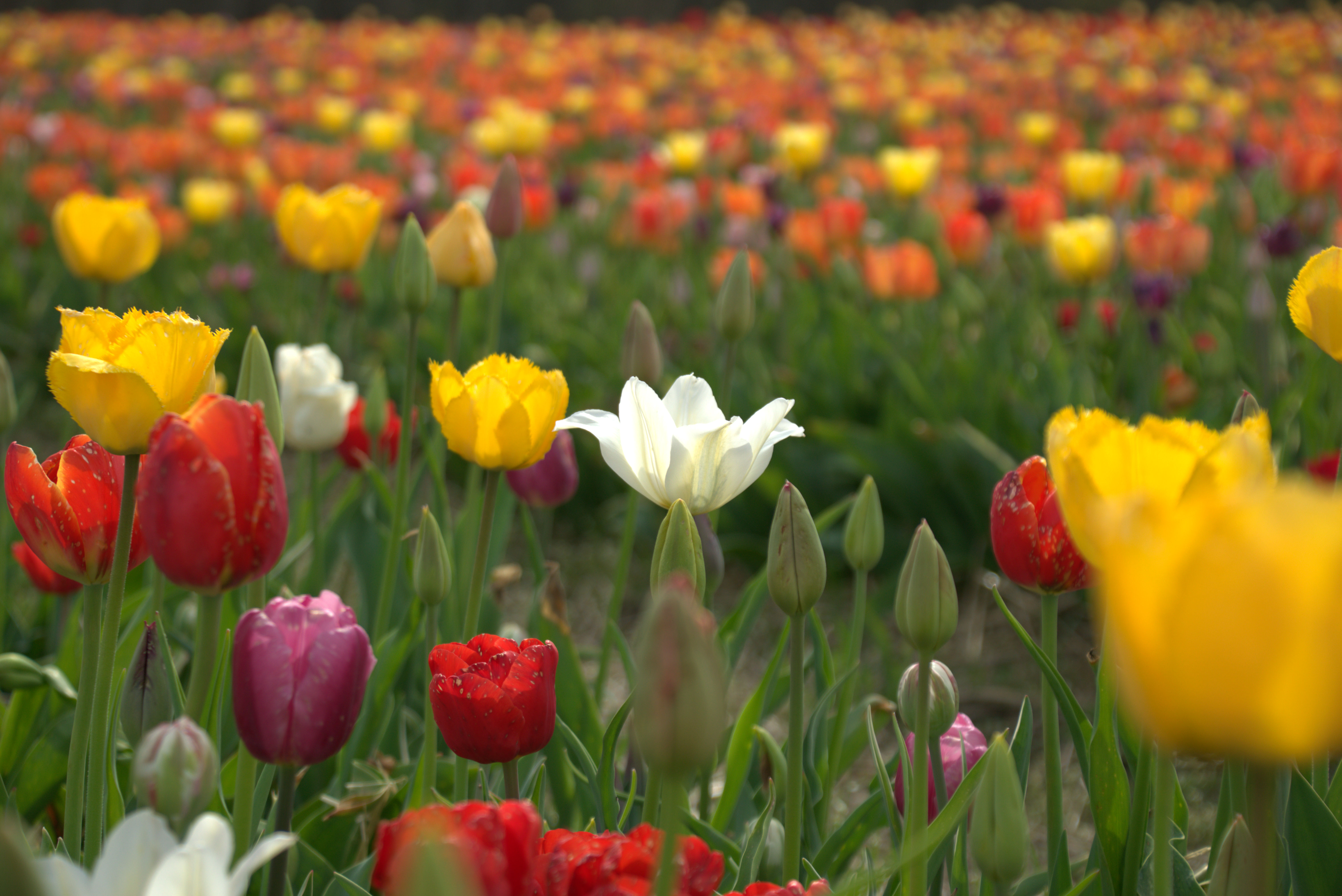 Signature – Jessica M. Collette