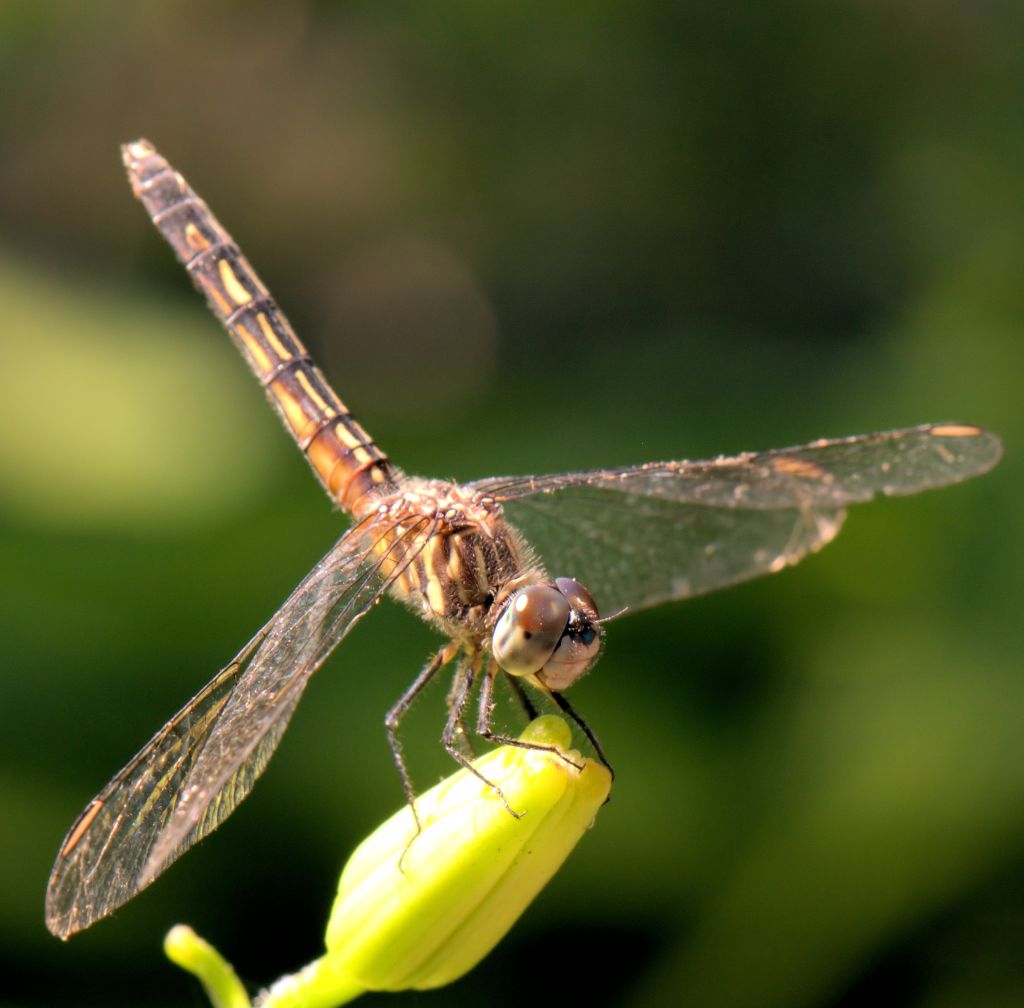 Dragons – Jessica M. Collette