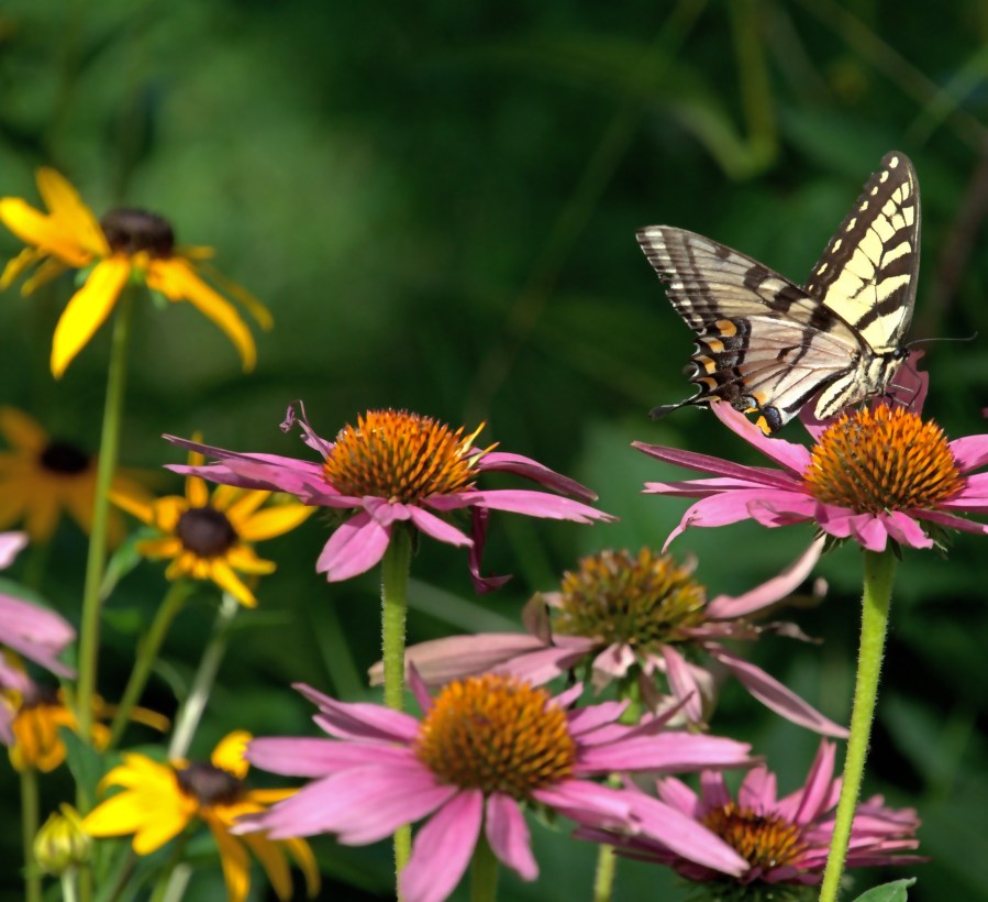 Free to Be… – Jessica M. Collette